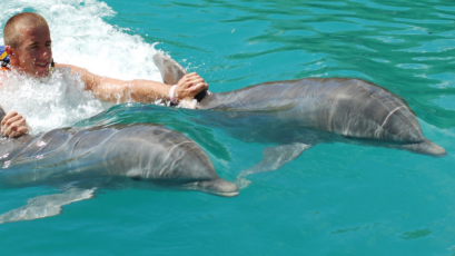 Swimming With Dolphins: Swim with Dolphin World - (800) 667-5524
