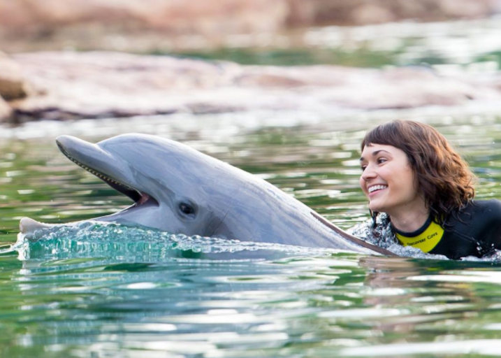 Swim with Dolphins Near Tampa Bay Area | Dolphin World