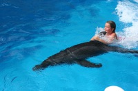 Swim with Dolphins Near Destin Beach-(800)667-5524