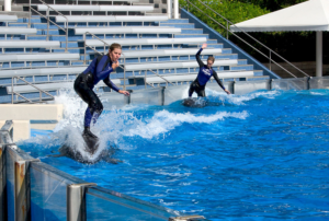 How to become a Dolphin Trainer