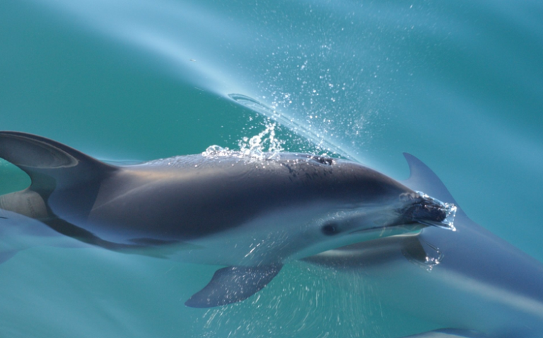 Why People Write Dolfin vs. Dolphin