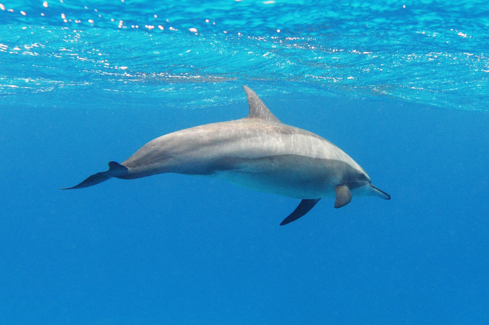 Experience the Beauty of Wild Spinner Dolphins in Oahu Hawaii