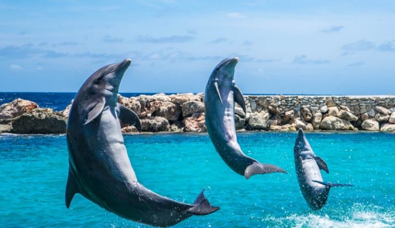 A day in Ocean World Puerto Plata Dominican Republic