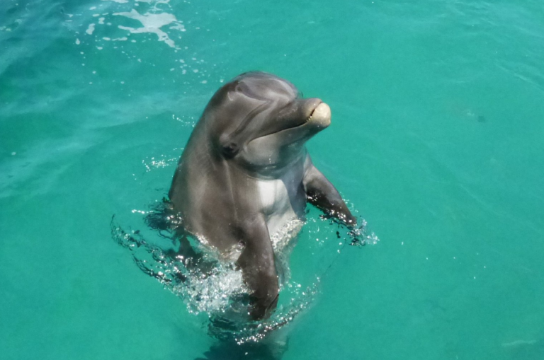 Enjoy Island Hopping from Tortola BVI or St John to St. Thomas USVI