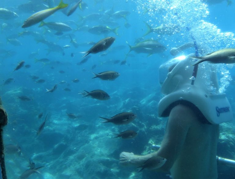 Swimming with Dolphins in St. Thomas, U.S. Virgin Islands