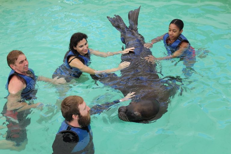 Swimming with Dolphins in St. Thomas, U.S. Virgin Islands