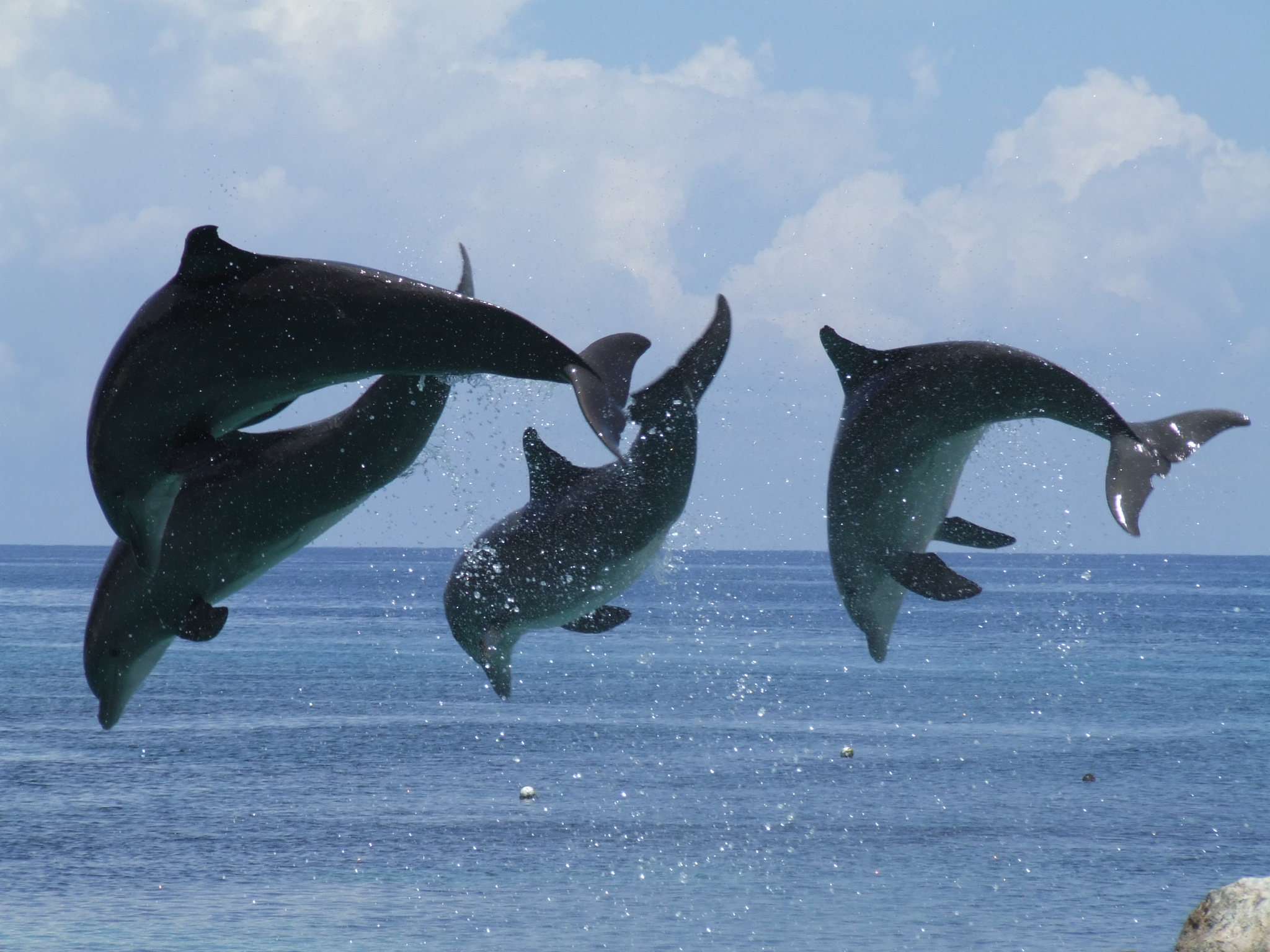 Navigating the Waves: Dolphin Migration Patterns Unveiled