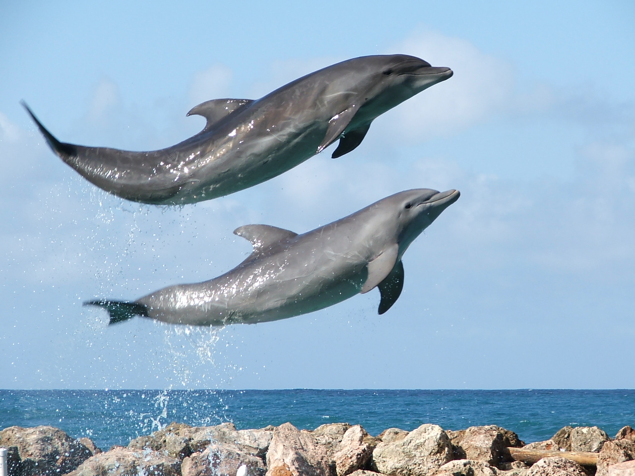 Diving into the Depths: Dolphin Anatomy and Physiology Unveiled
