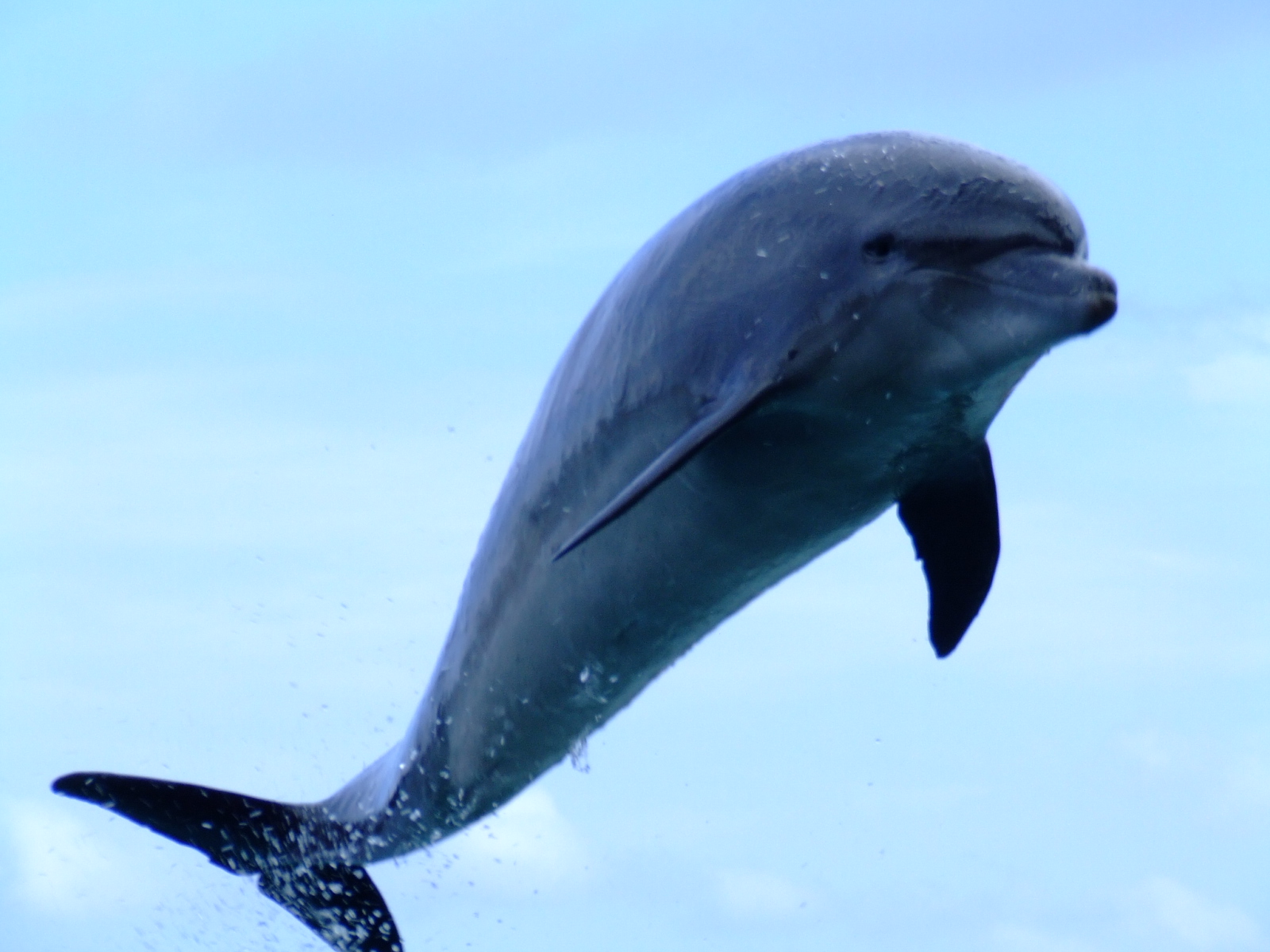 Echoes from the Sea: Dolphin Myths and Legends