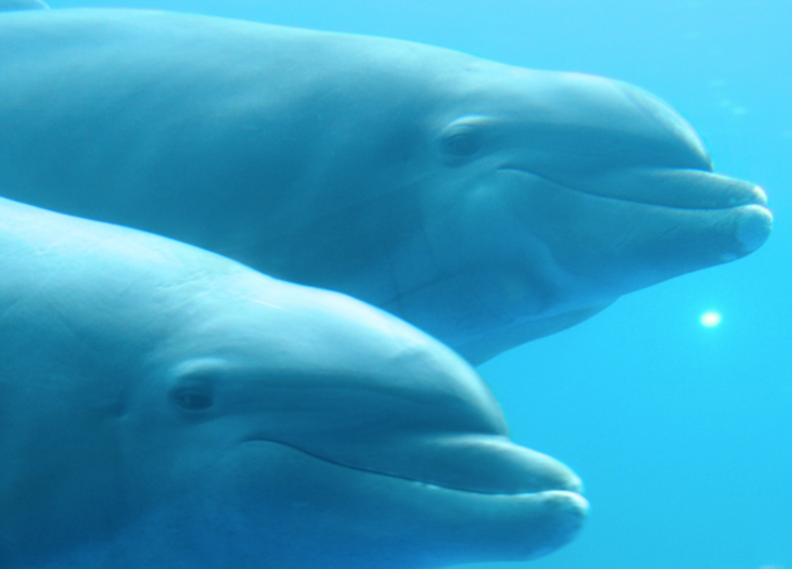 Exploring Dolphin Diversity in the Ocean: A Guide to Different Species