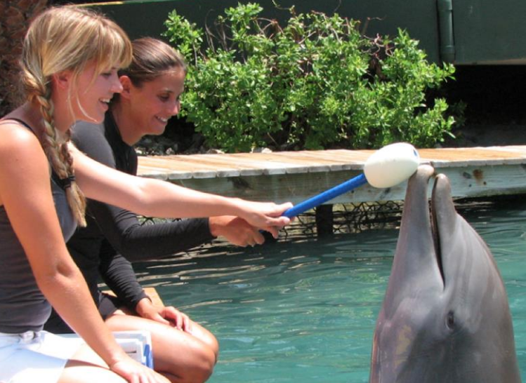 Unlocking the Secrets of the Sea: Dolphin Research and Studies