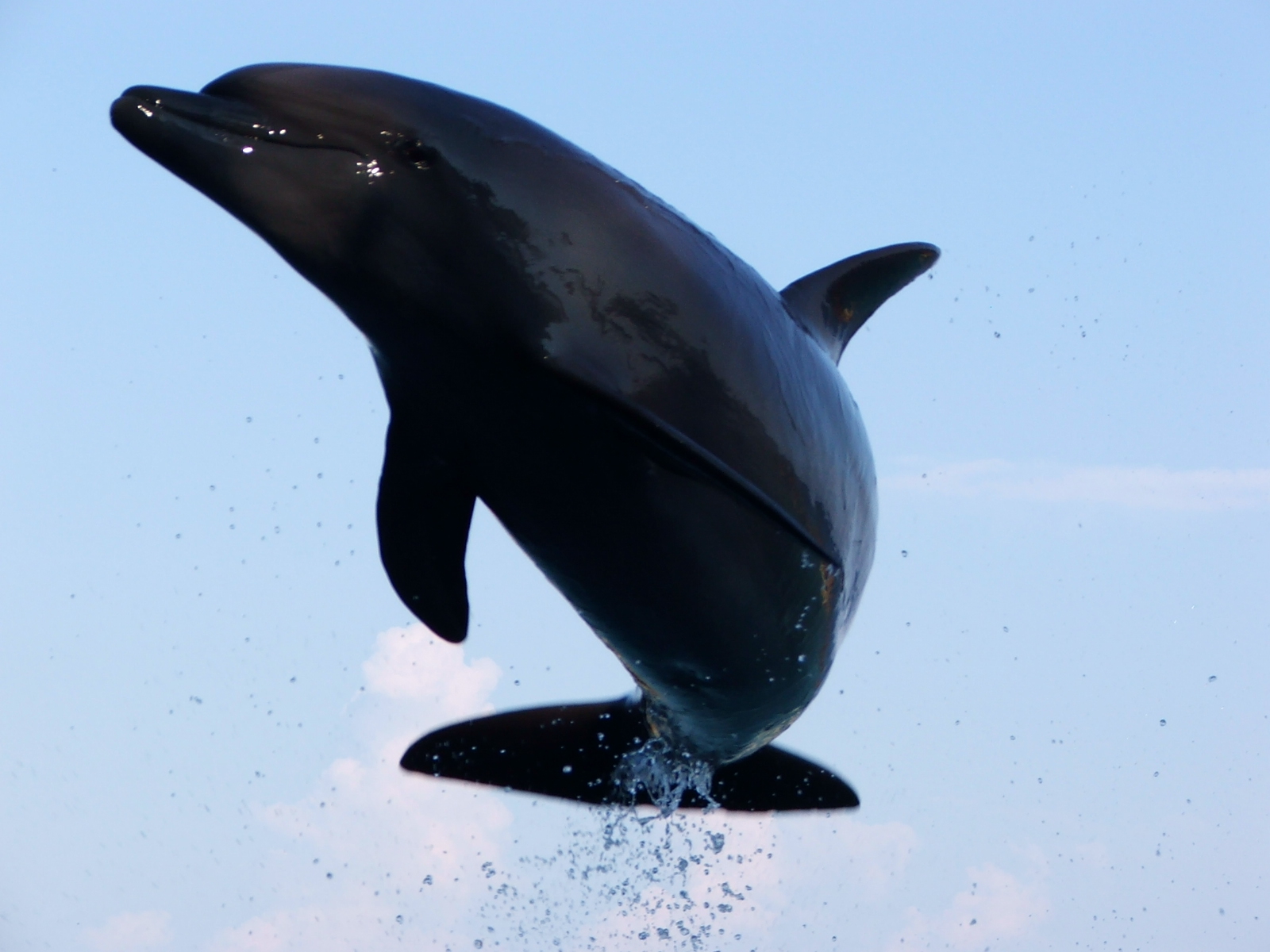 Dolphin World - Learn About About Us & Our Mission