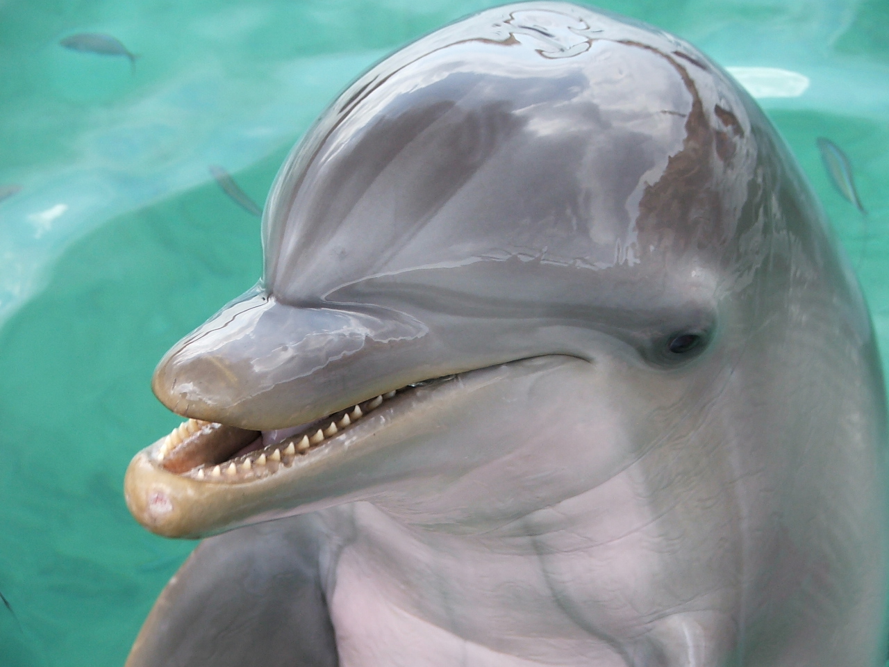 Dolphins or Dolfins - Only One Spelling is Correct