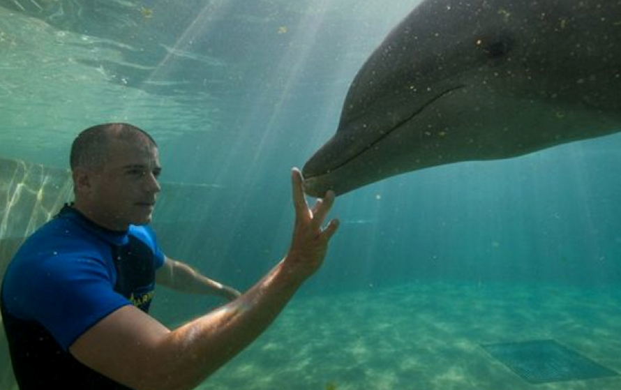 Internships and Volunteer Opportunities to Work with Dolphins
