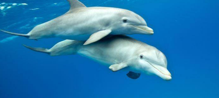 Dolphin Conservation: Protecting the Ocean’s Most Intelligent and ...